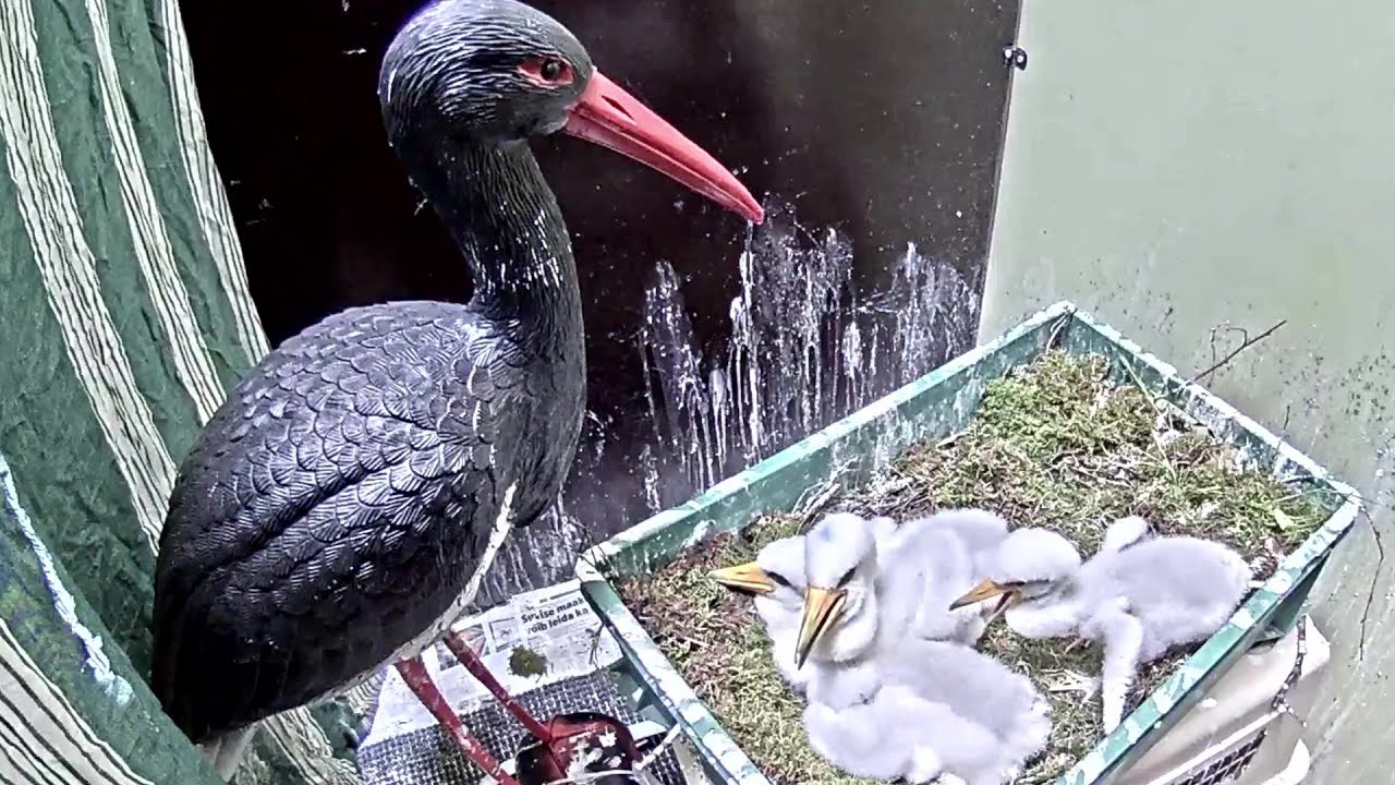 Must toonekurg~After a nap they are active #1 & Little #3 are doing a ...
