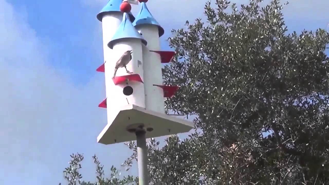 Bird House Movie - YouTube