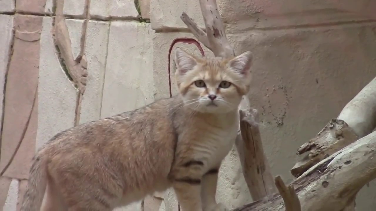 Chat des Sables - YouTube