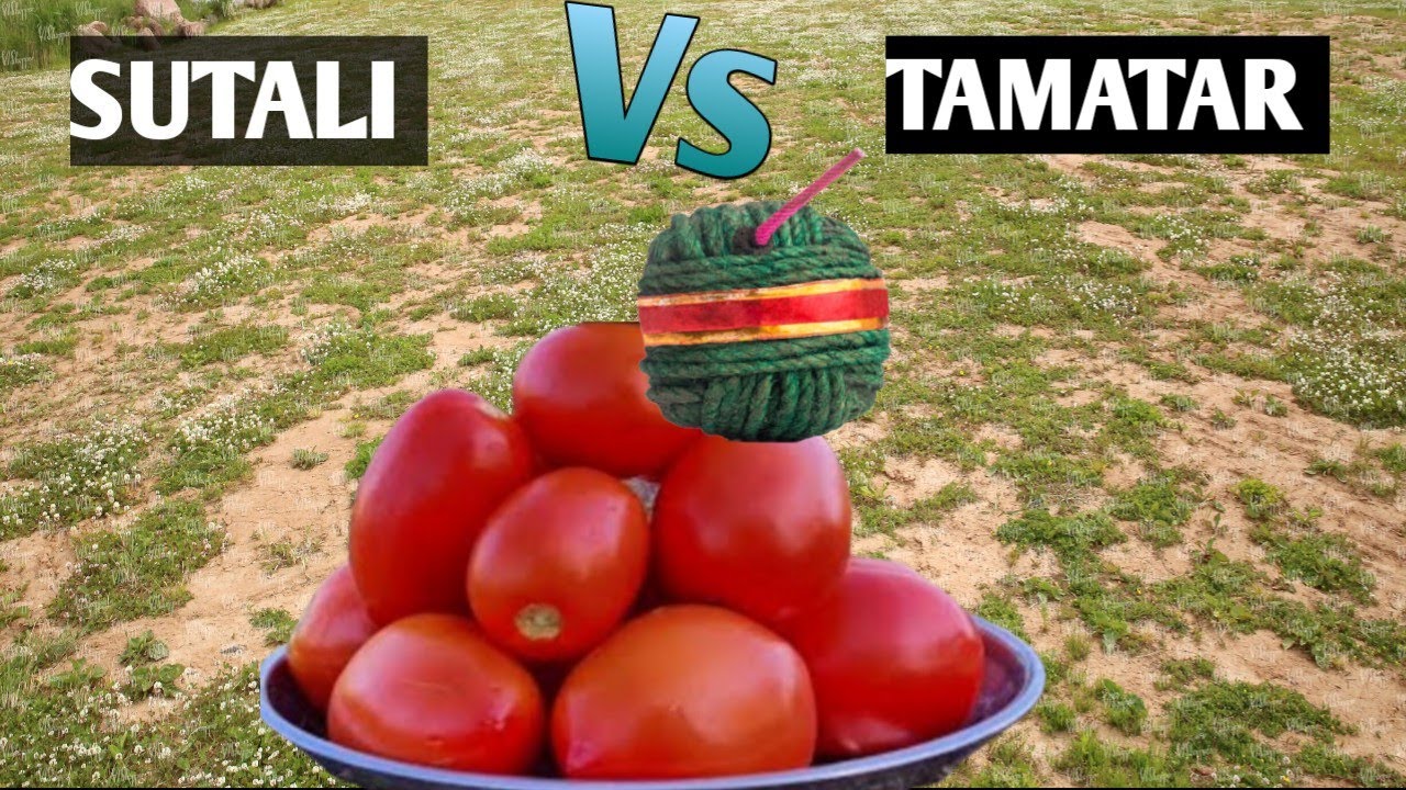 SUTALI Vs TAMATAR | तमाटर का क्या होगा 😳 - YouTube