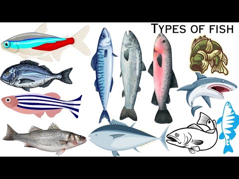 Different types of fish / Fish video / Types of fishes / Learn fish ...