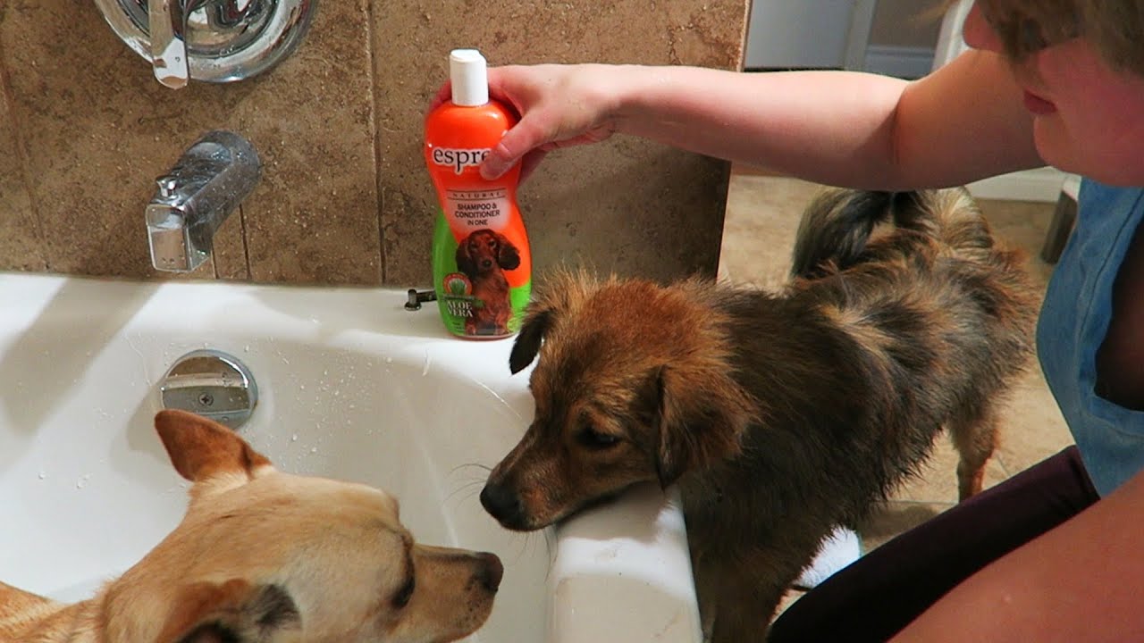 Everything's Wet! (Filthy Animal, Super Dog, and Froyo) - YouTube