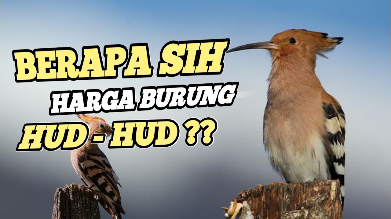 Mengenal Lebih Dekat Burung Hud Hud / Berapa sih Harga Burung HUD HUD? - YouTube