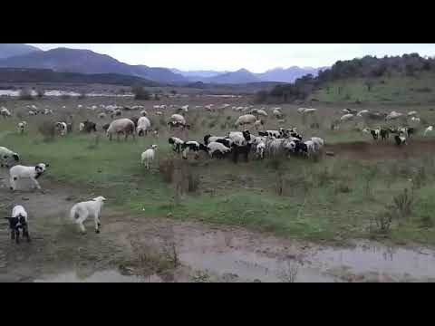 Flock of Sheep in Albania …! - YouTube
