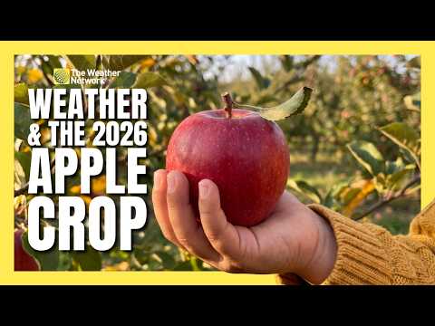 Going apple picking? How weather has changed this year's harvest