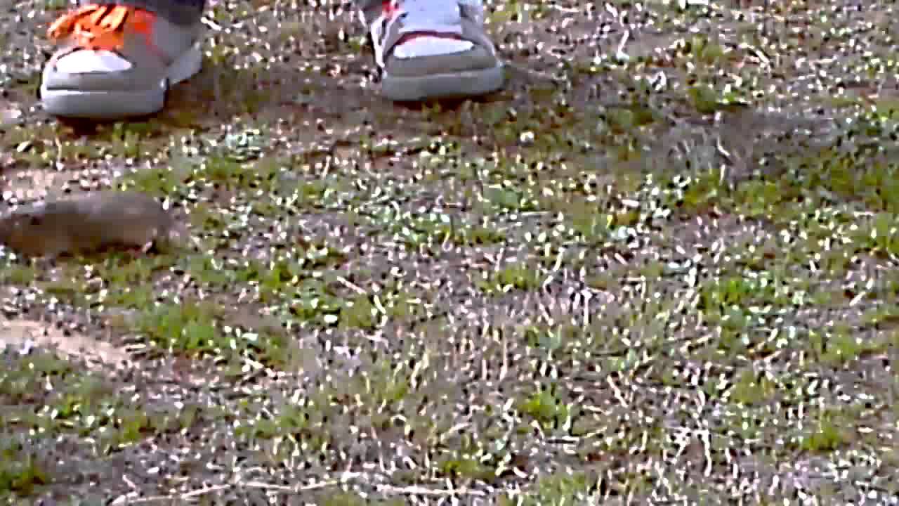 gopher fight 36944 with charlie cooper and meathead - YouTube