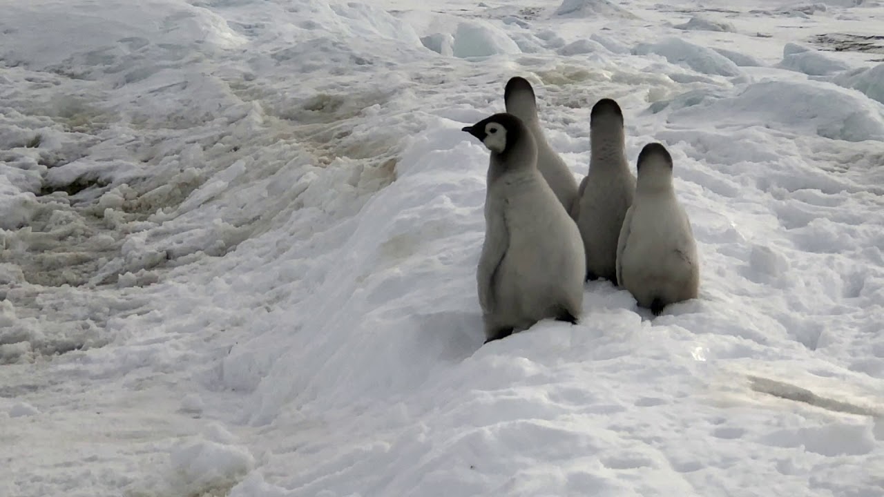 Stories from Antarctica -The Lost Penguins - YouTube