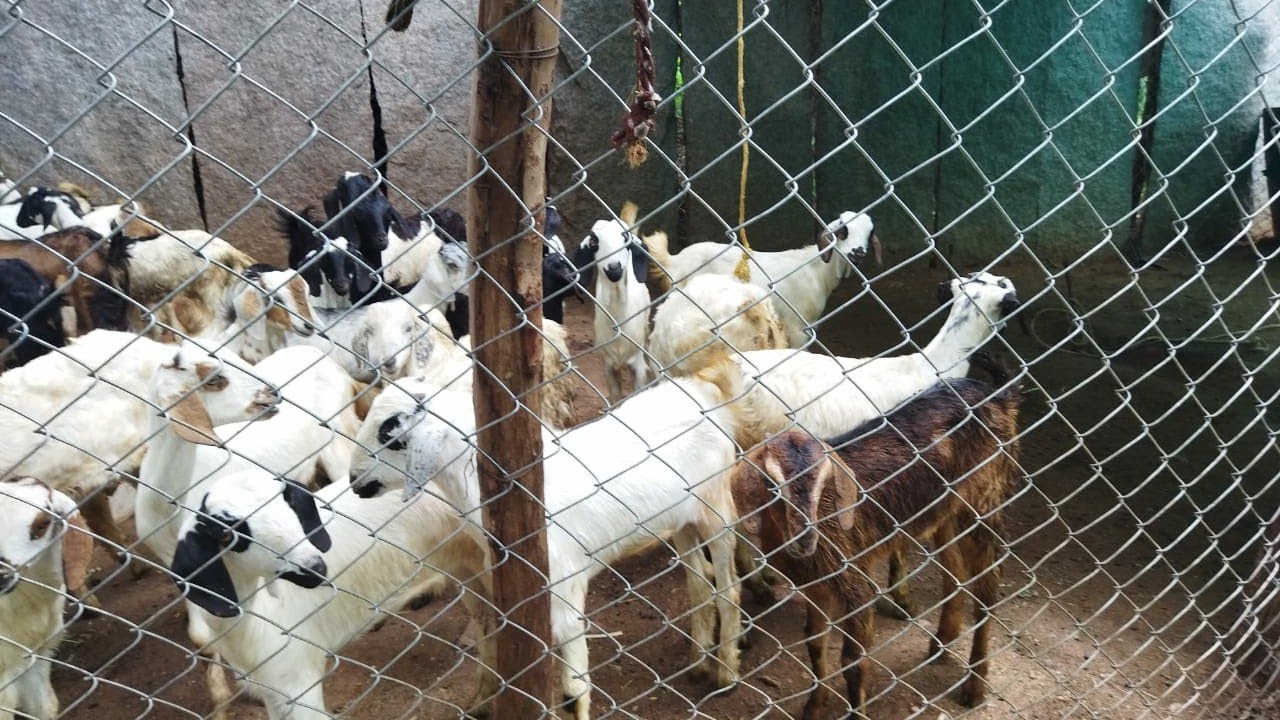 Pure Nati Goat Kids For Sale, SS Goat Farm, Madhugiri, Tumkur ...