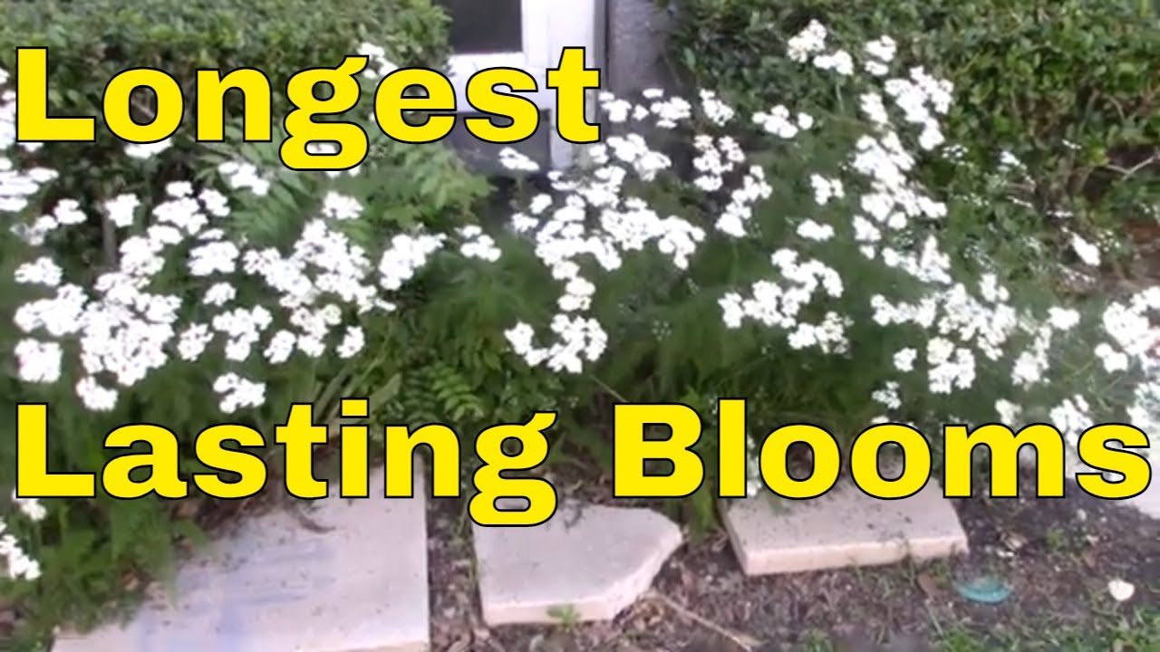 Yarrow USDA Zone 3-9 Evergreen Drought Tolerant Achillea millefolium ...