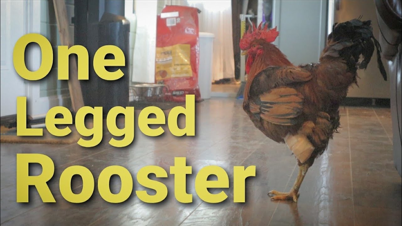 My One Legged Rooster - Overcoming The Odds - YouTube