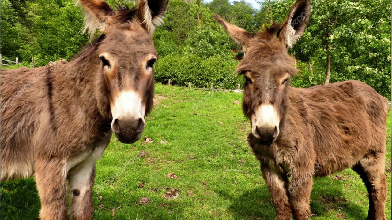 Eşek - Hayvanları Tanıyalım - Nasıl Bir Hayvandır? Çiftlik Hayvanları ...