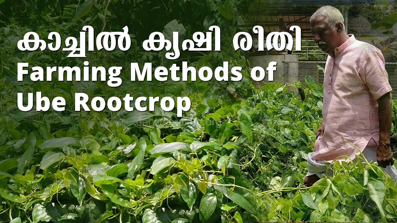 Farming Methods of Ube Rootcrop - കാച്ചില്‍ കൃഷി രീതി - YouTube