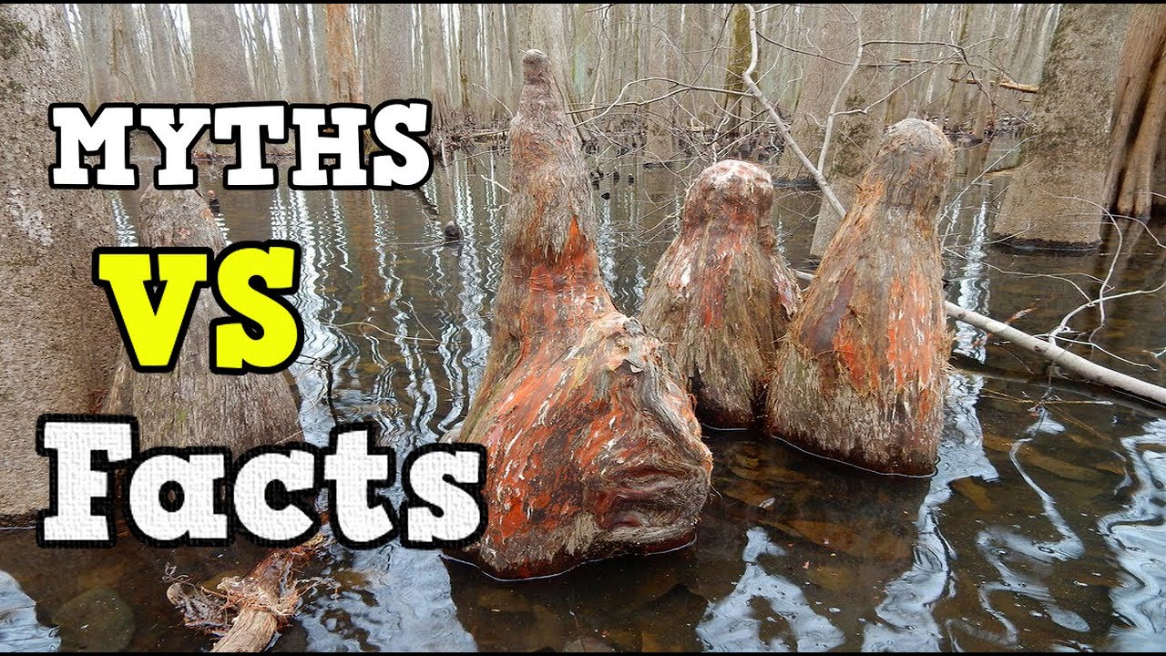 Myths VS Facts About WETLANDS YouTube myths-vs-facts-about-wetlands-youtube