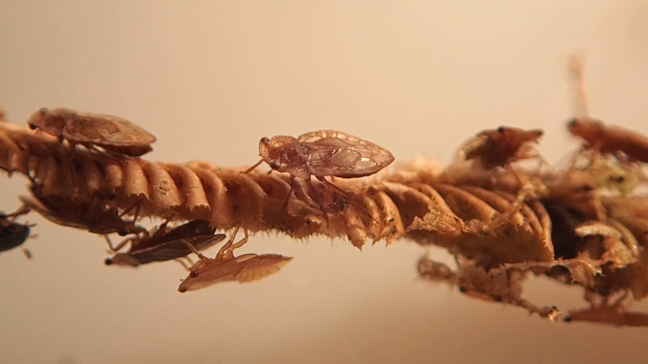 Coleorrhyncha (Xenophyes rhachilophus) - YouTube