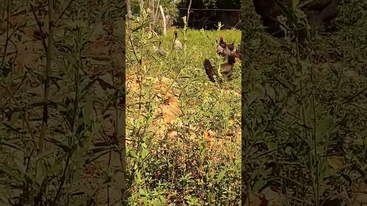 Galinha capote ave rara cruzamento galinha da Angola com galinha ...