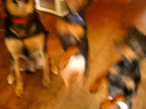min pins jumping - YouTube