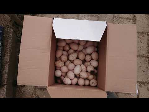 50 Adet Kuluçkalık Hindi Yumurtası Aldı Sadece 3 Tanesi Boş Çıktı