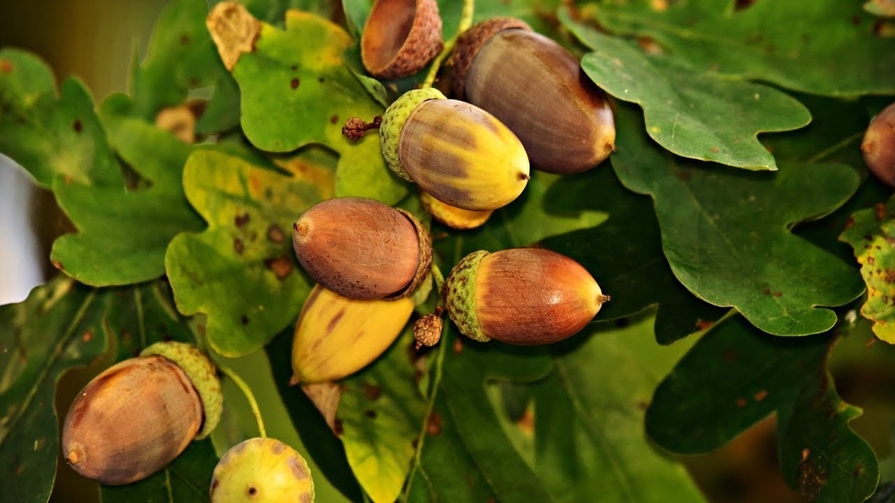 learning english vocabulary with video | acorn recipe - Weird Fruit ...