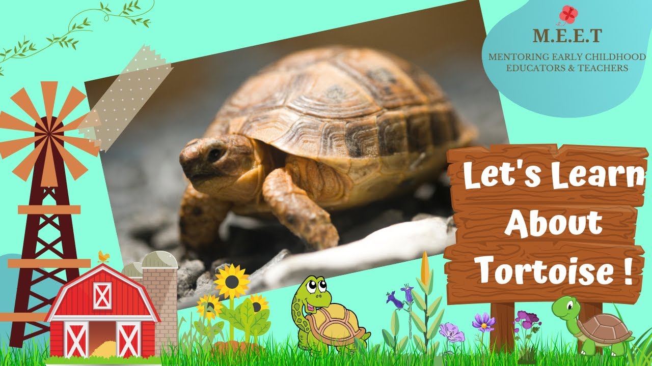 Let's Learn About the Tortoise! online preschool learning videos for ...