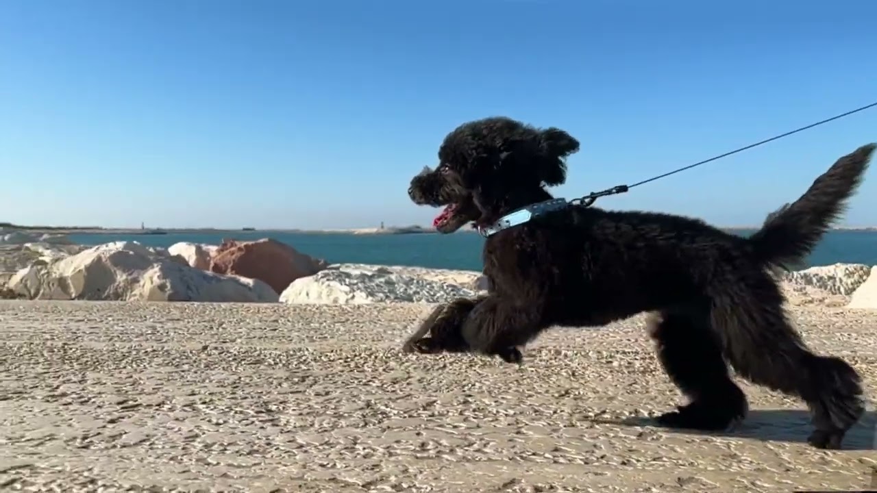 Dog running - slow motion - side view - YouTube