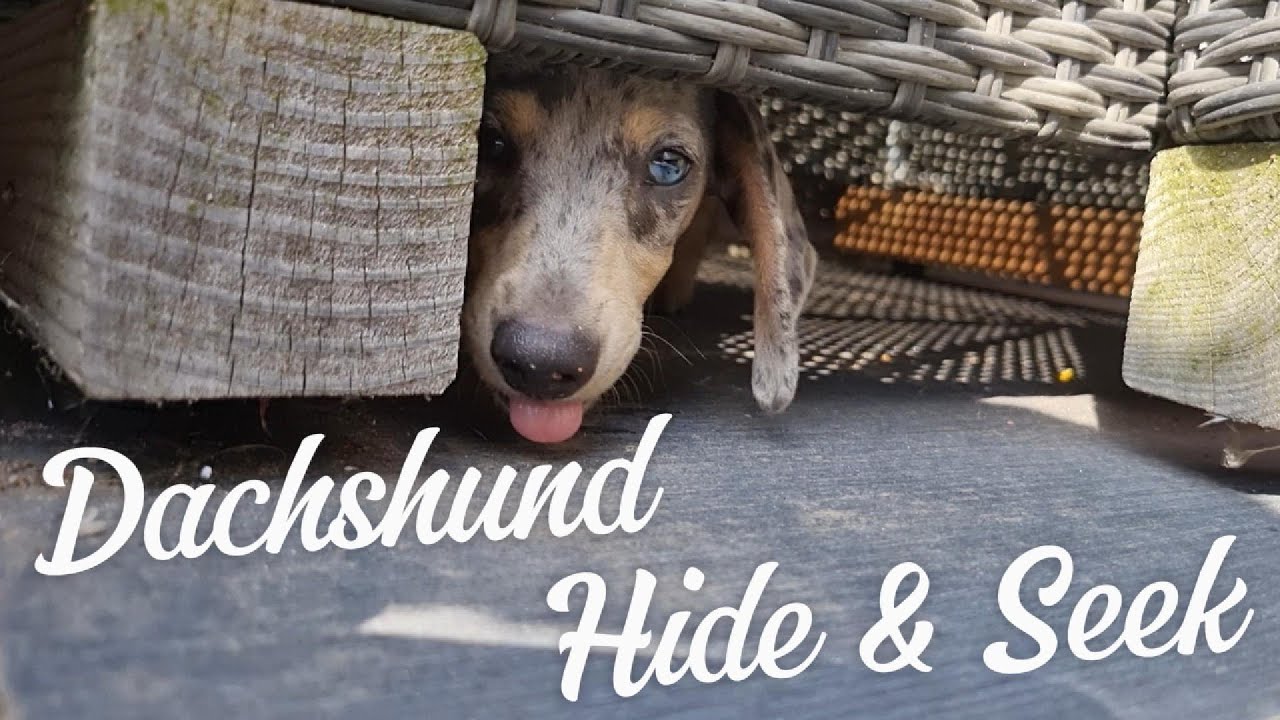 Can You Spot Billy the Mini Dachshund? | Funny Puppy Hide and Seek ...