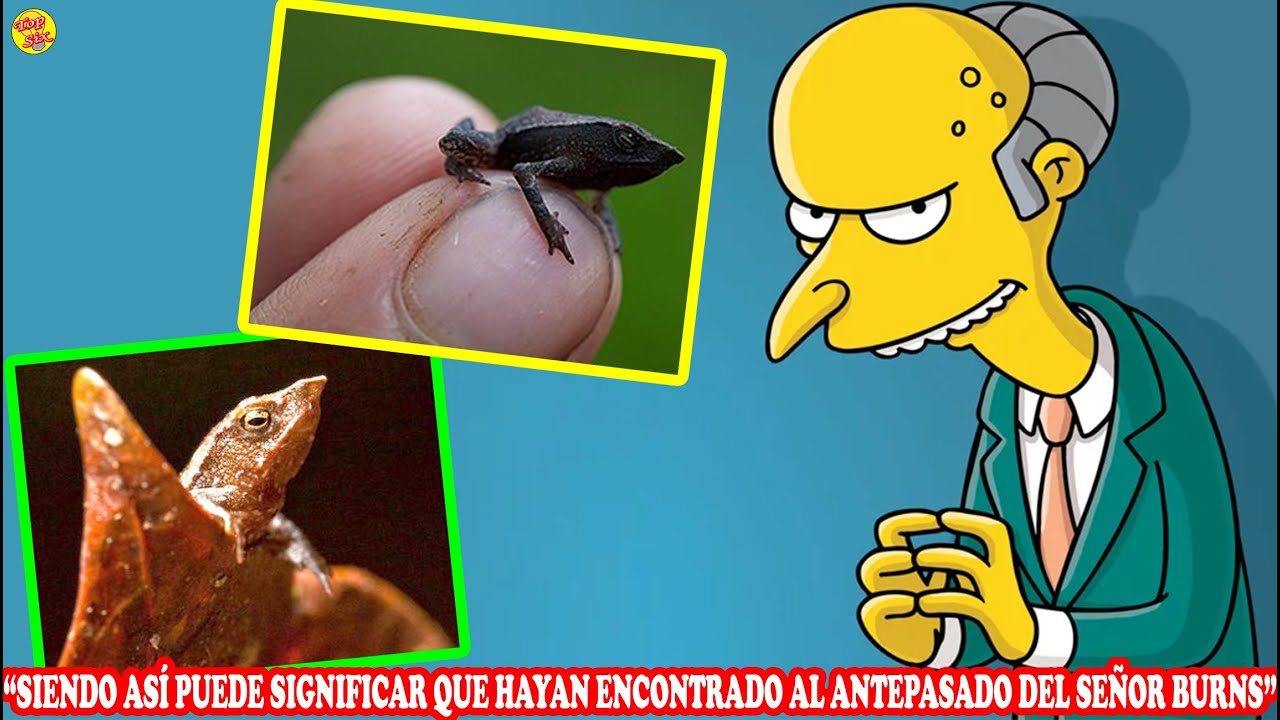 Descubren un nuevo animal, se llama “EL SAPO DE LOS SIMPSON”, se parece ...