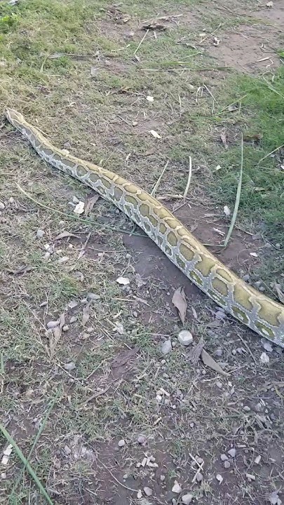 Giant python - YouTube
