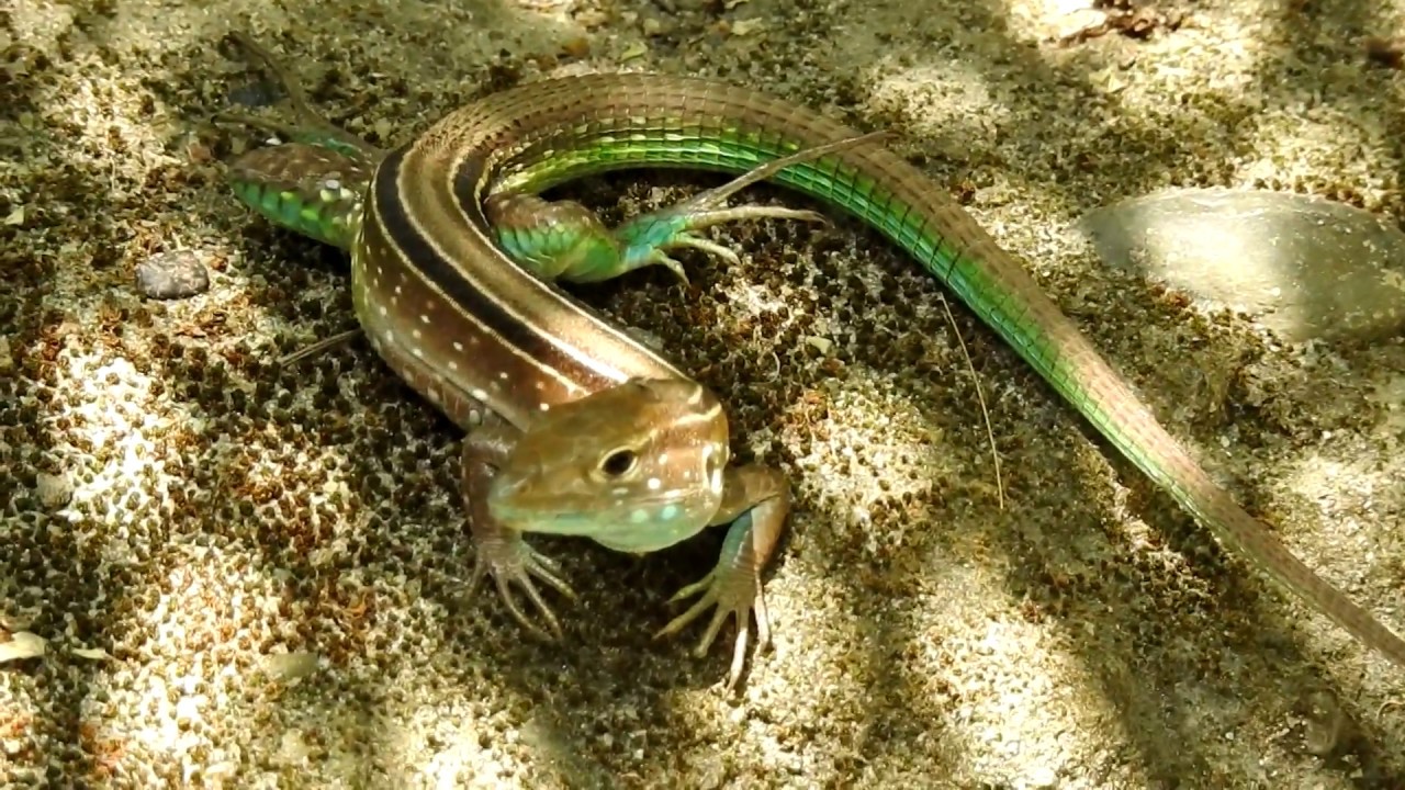 LAGARTO O LOBO POLLERO - YouTube