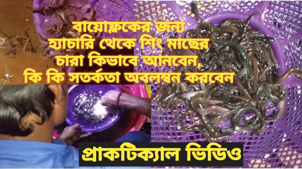 বায়োফ্লকের জন্য হ্যাচারি থেকে শিং মাছের পোনা কিভাবে আনবেন||Fish seed ...
