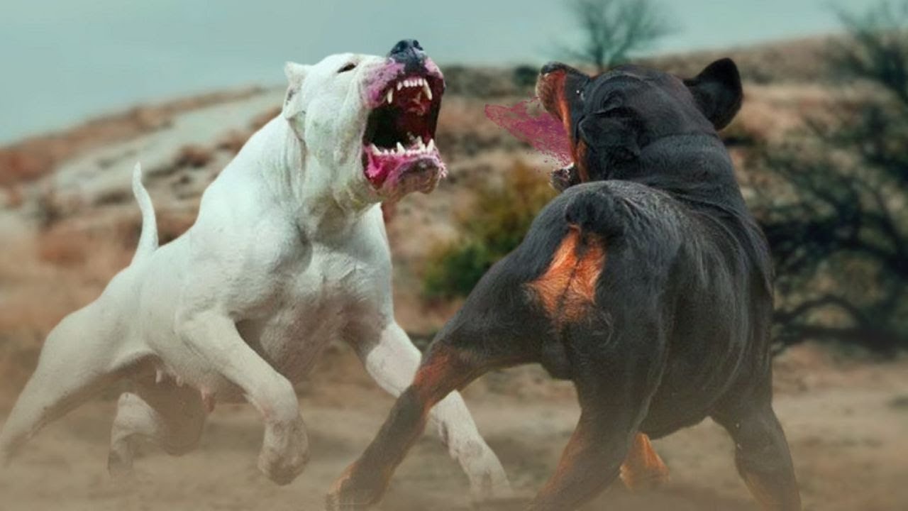 Rottweiler Cruzado Bulldog Americano