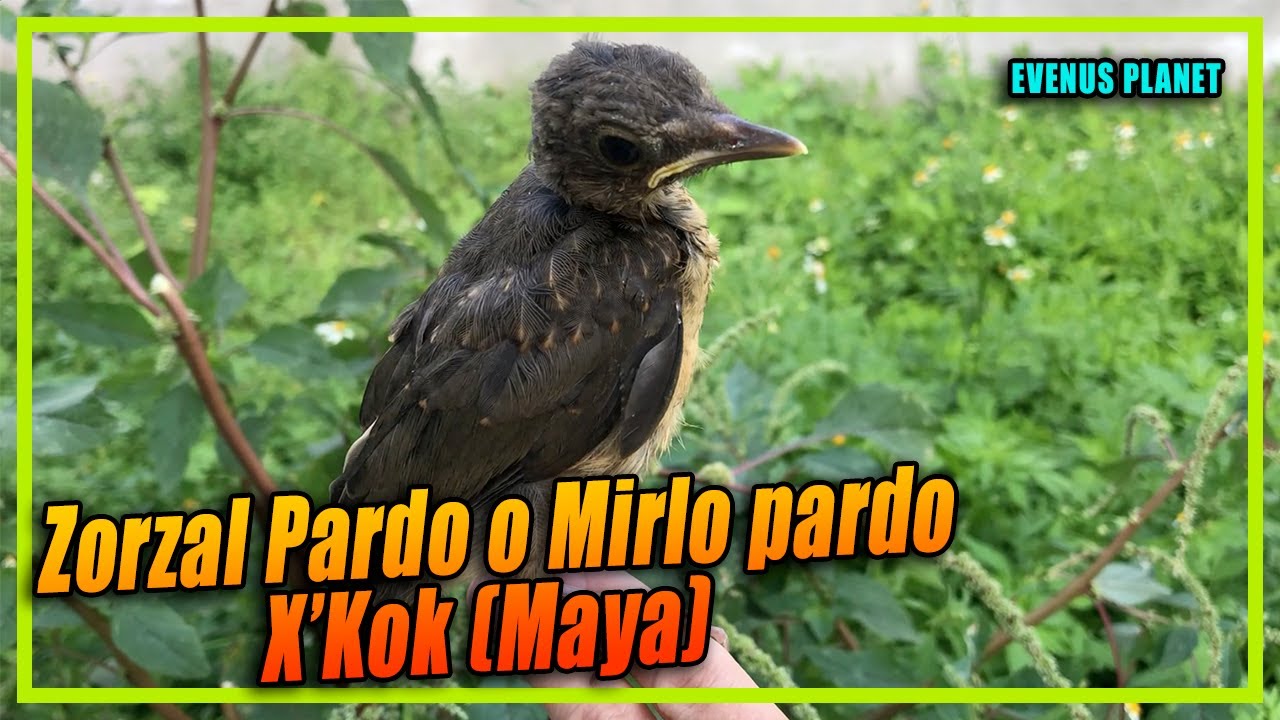 Mirlo Pardo - Zorzal Pardo (Turdus grayi) X'kok Maya - YouTube