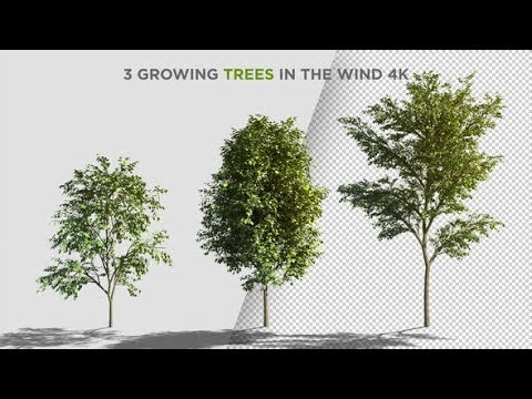 Growing Trees in the Wind - Best animated after effect template - YouTube