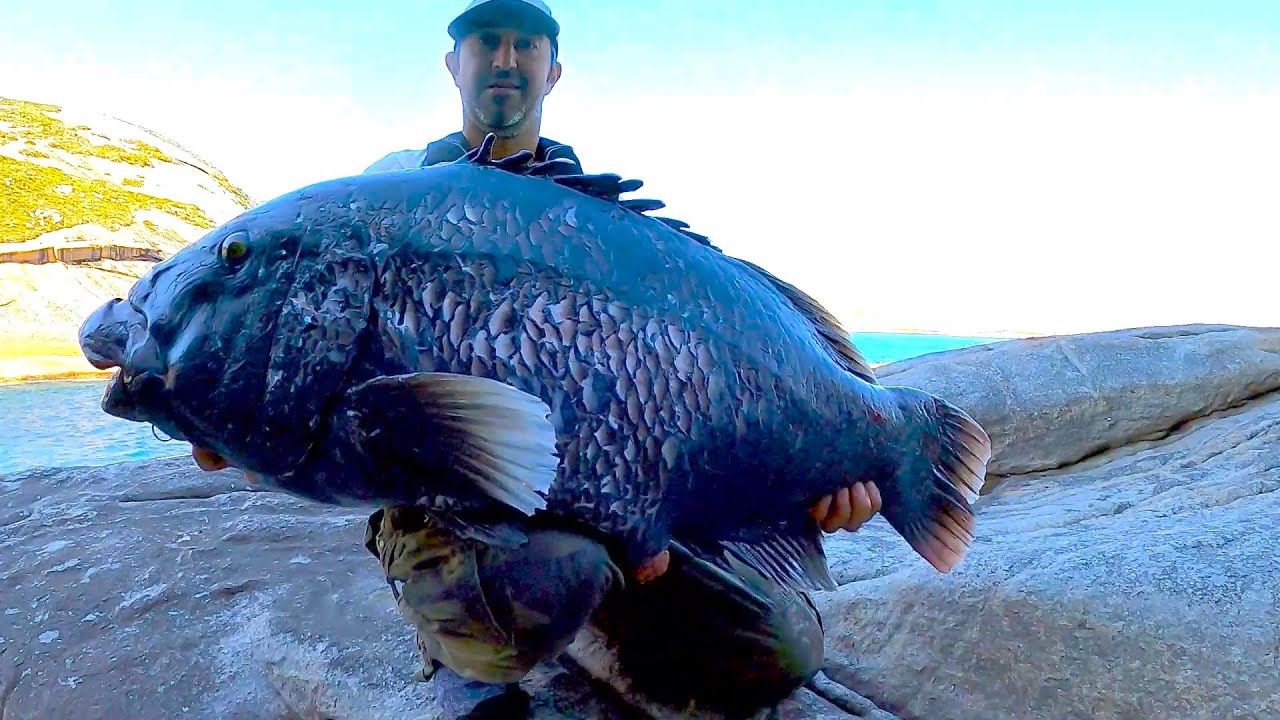Monster Blue Groper Fishing Off The Rocks - YouTube