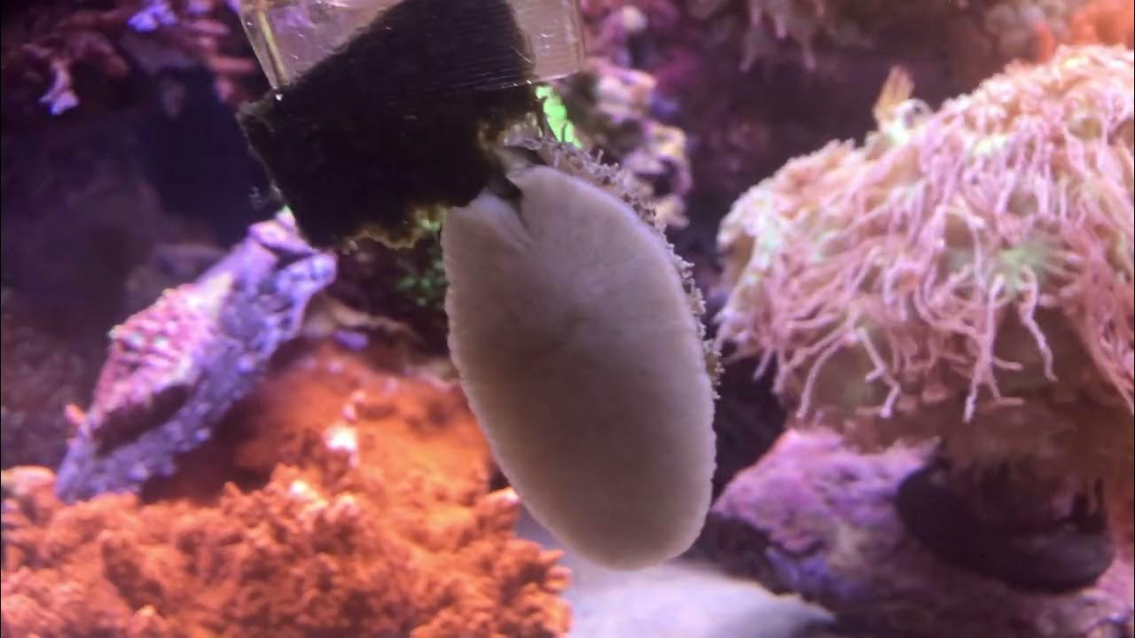 Abalone in marine reef aquarium - YouTube