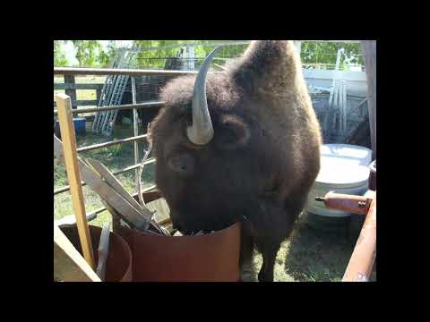 Day 13 of day 30 CLYDE challenge. RIP CLYDE - YouTube