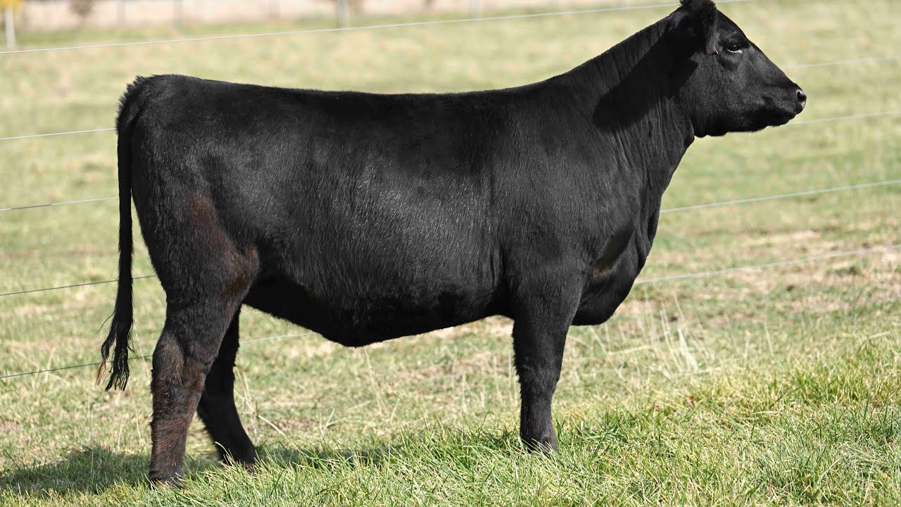 Dameron Angus: Lot 60 - YouTube