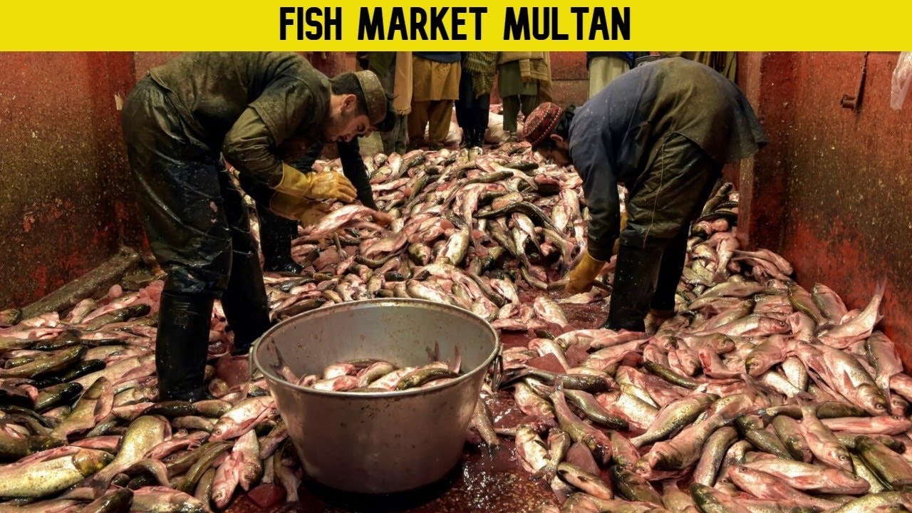 Fish Market Multan | Fish Cutting and Cooking | Multan Food Vlogs - YouTube