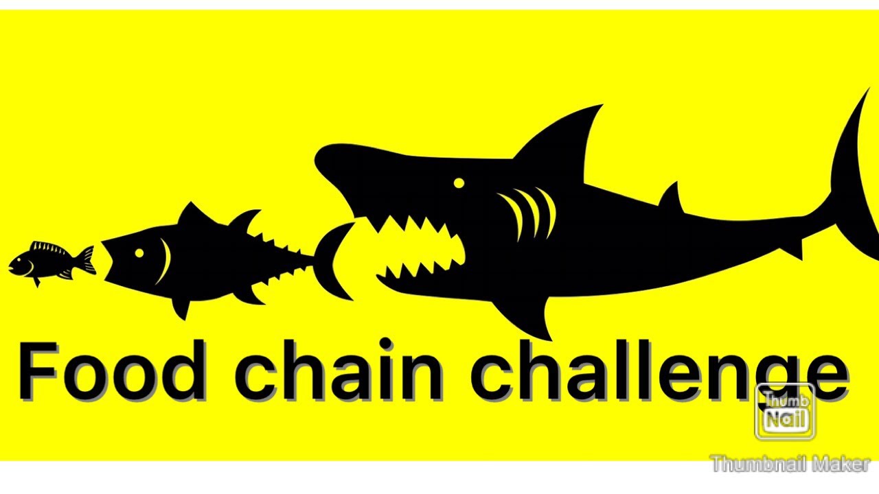 Food chain challenge - YouTube