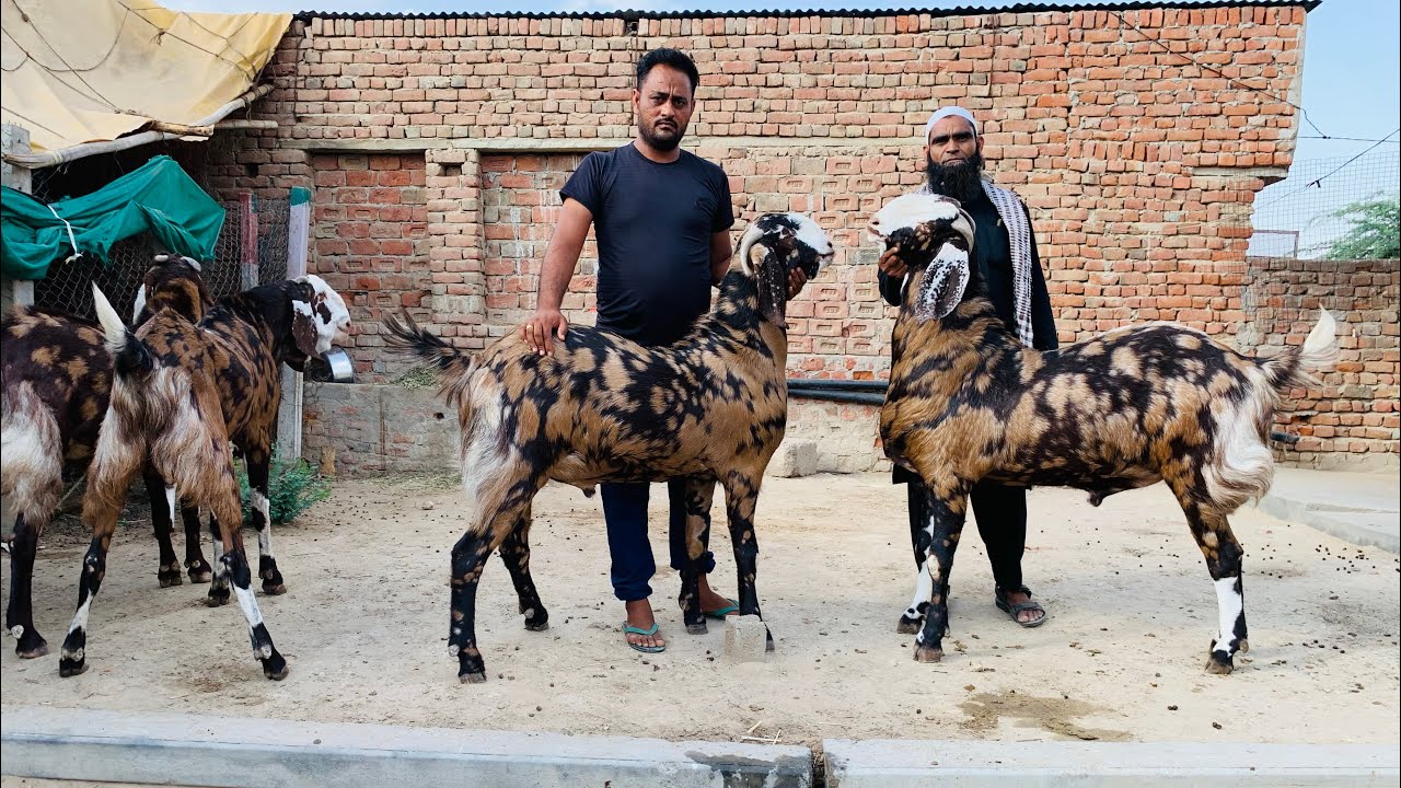 Big Size Heavy weight Goats - YouTube