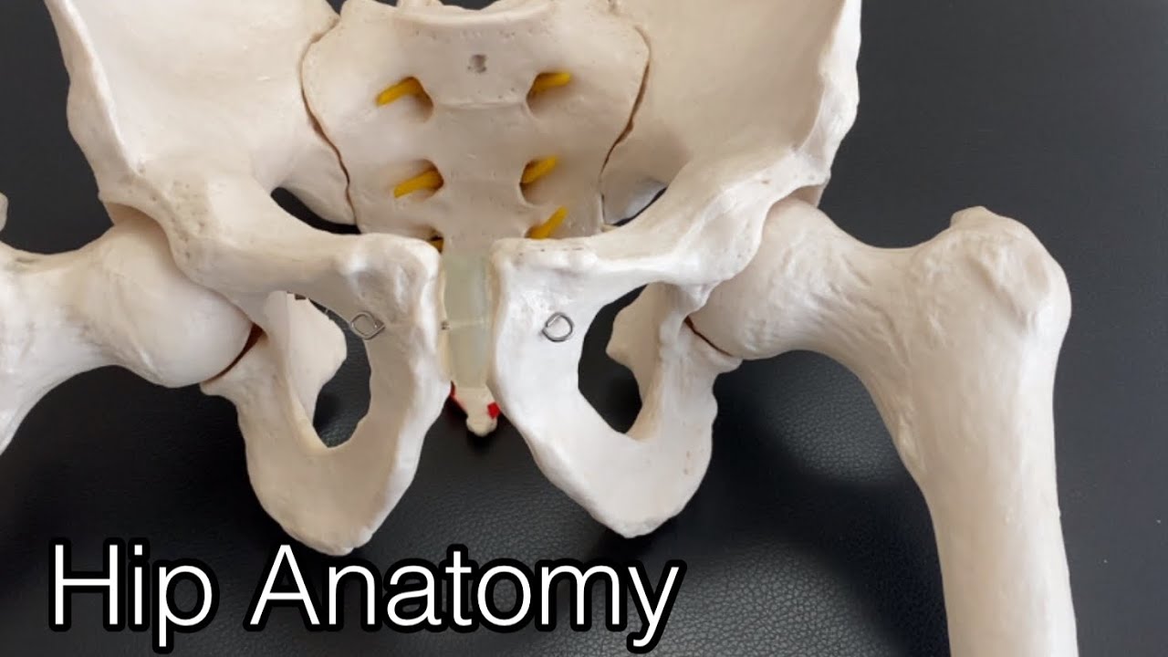 Basic anatomy of hip: everything you need to know (English) - YouTube