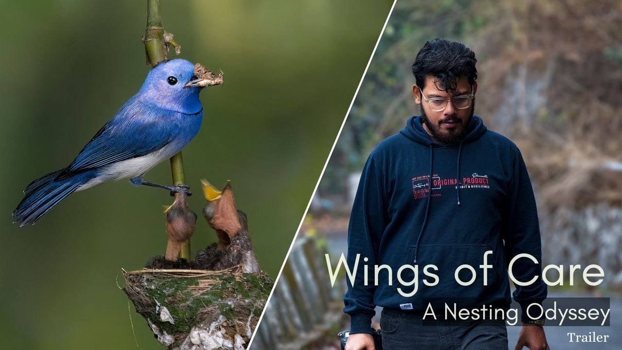 Wings of Care | A Nesting Odyssey | Crazy Finds | Elusive & Rare Birds ...