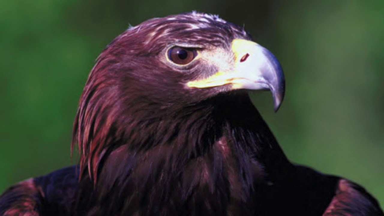 Bear Fox Time - Ohenton Karihwatehkwen - YouTube