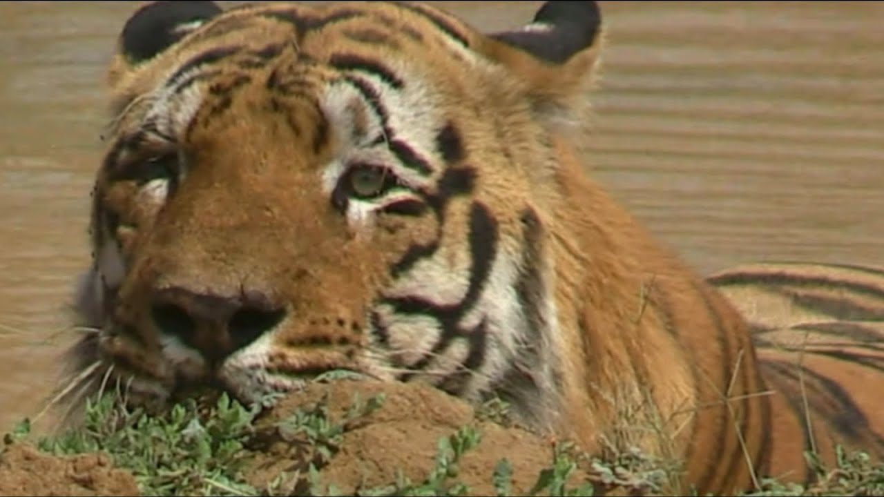 WAGHDOH India's Largest Tiger || Legend is No More || King Of Tadoba ...