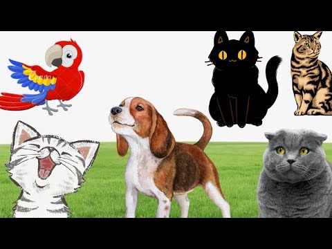 CUTE ANIMAL SOUNDS: GOAT, SHEEP . . . I Animal Sounds Video Compilation ...