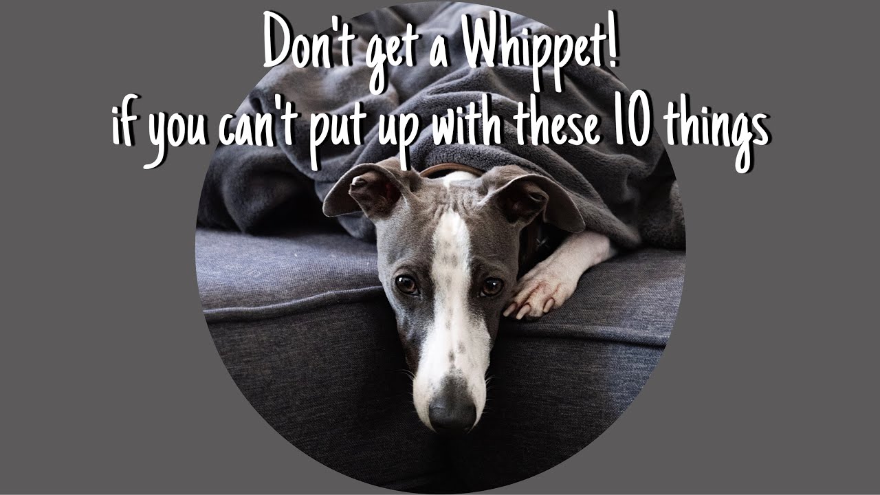 Don’t get a Whippet if you can’t put up with these 10 things! Is a ...