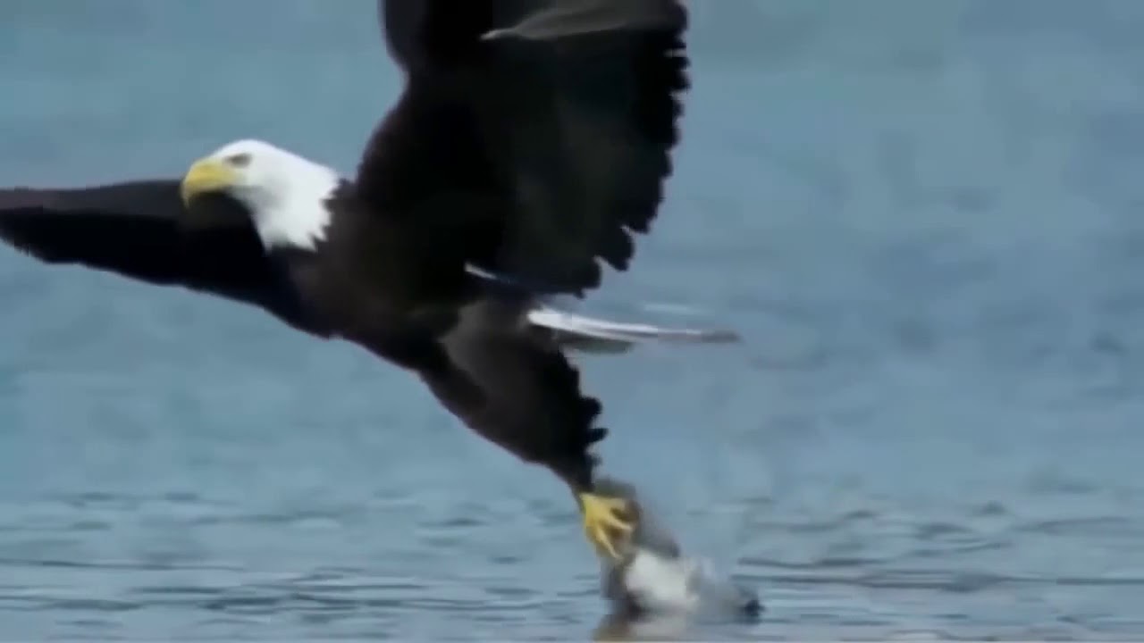 Epic Compilation !!! Epic Eagle Attack on Land and on Sea in 2 minutes ...