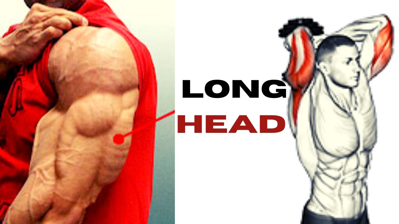 TOP 5 LONG HEAD TRICEPS EXERCICES / musculation longue portion des ...