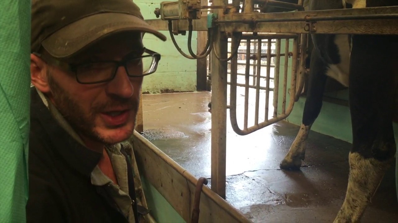 Selective Dry Cow Therapy. - YouTube