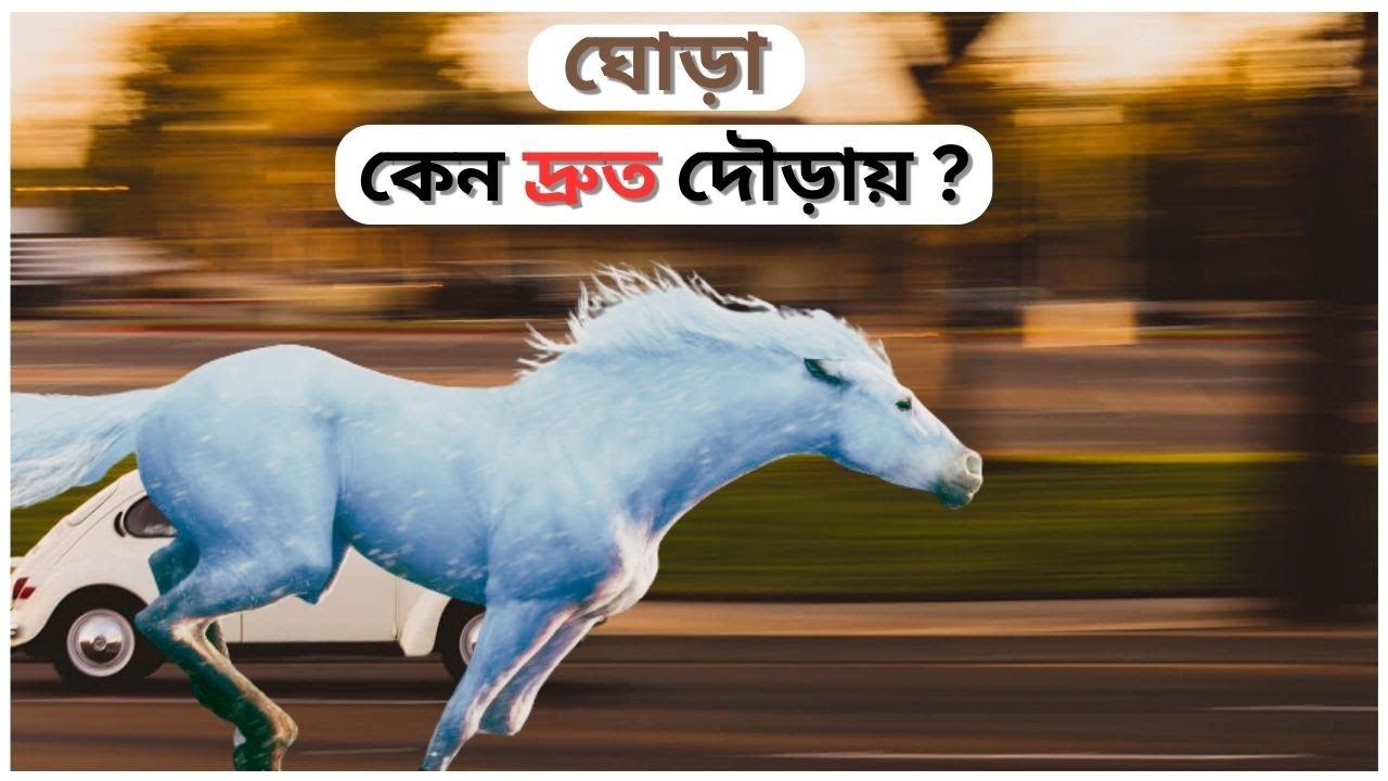 ঘোড়া সম্পর্কে অদ্ভুত কয়েকটি ফ্যাক্ট যা আপনি কখনোই জানেন না ।।Why do horses run fast ...