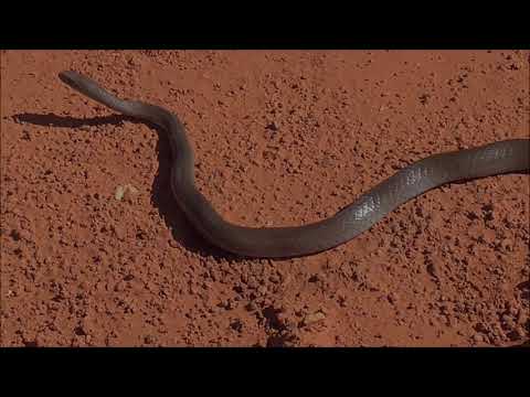 Olive Whip/Grass/Sand Snake - 04 June 2019 - YouTube